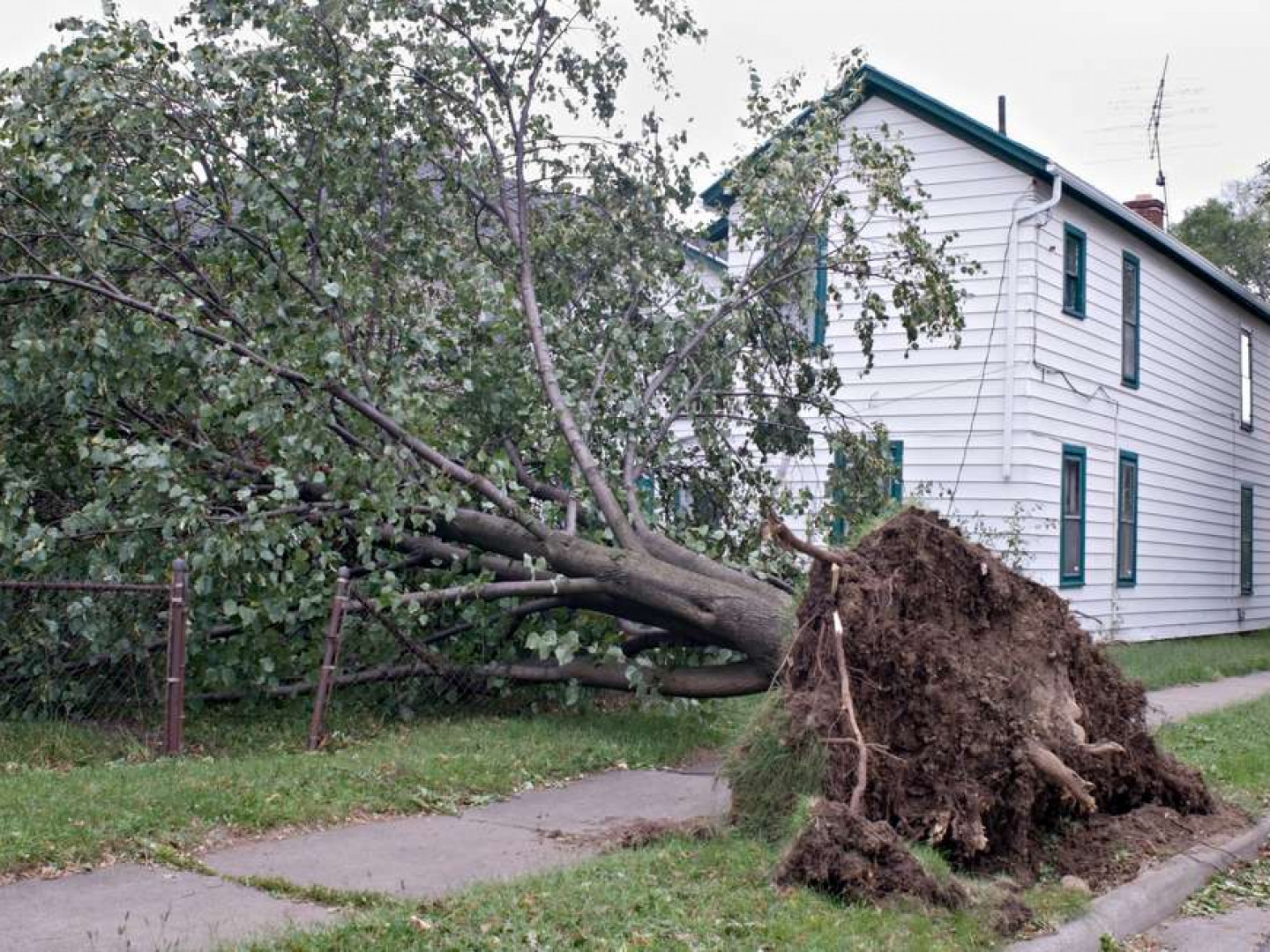 Storm Damaged Trees | Tree Cleanup | Battle Ground, Lafayette, & West ...